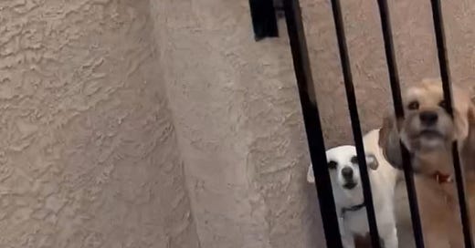 Basically I'm magic | Ricki Lake | Substack