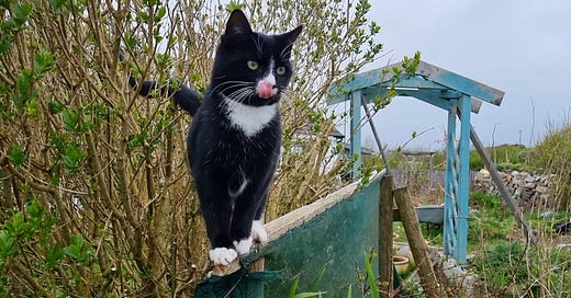 Danu's Irish Herb Garden Substack | Substack