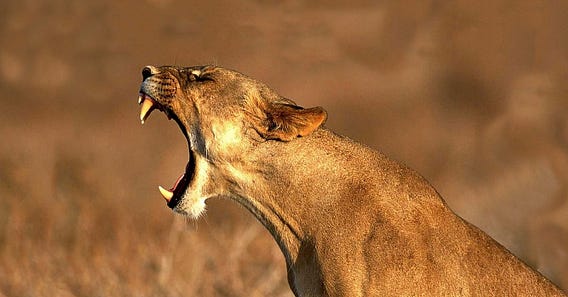 Un-Hackable Animal's Substack | FreedomWarriorWoman | Substack