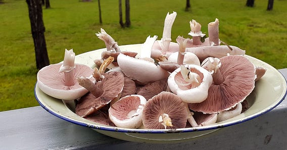 The One About.... | Patrick Durack | Substack