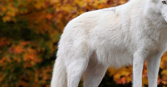 White’s Substack | White Wolf | Substack
