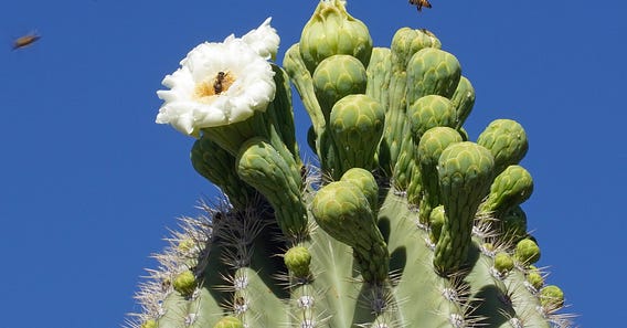 Robin Gates Essays | Substack