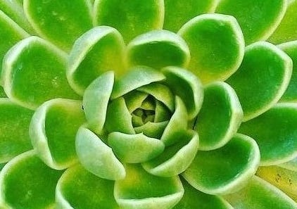 The Therapy Room | Dr Vicki Connop | Substack