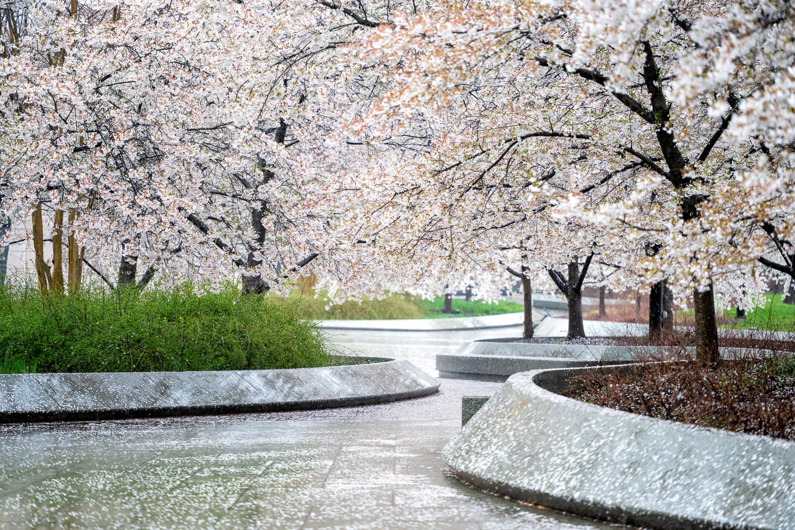 Welcome to the 2025 Cherry Blossom Watch!