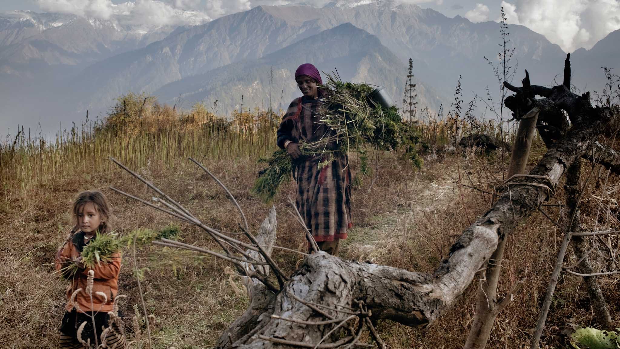 These Cannabis Farmers Carry Out an Ancient Tradition High in the Himalayas