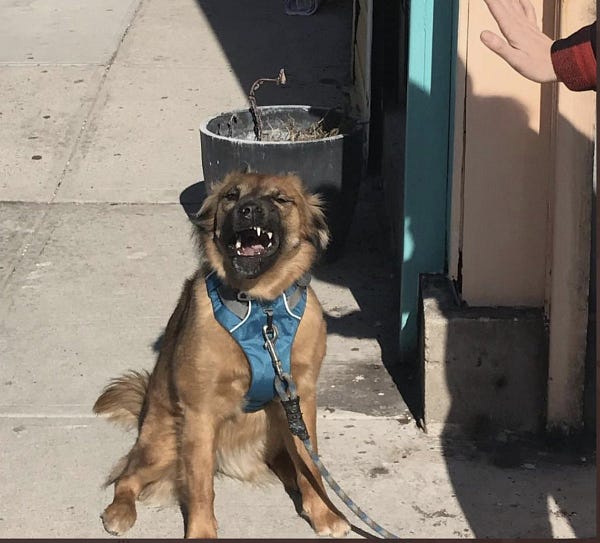 Cursed Dog Photos - by Charlie Warzel - Some Dogs