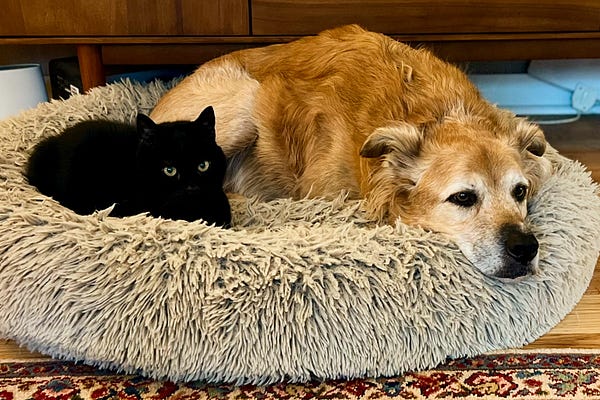 Volts | David Roberts | Substack