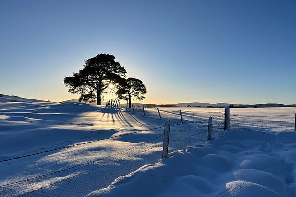 FLOW : Letters from the moss | Michela Griffith | Substack