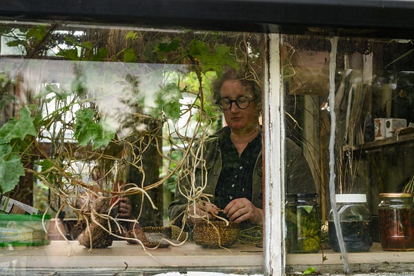 Alice Fox’s Substack | Substack