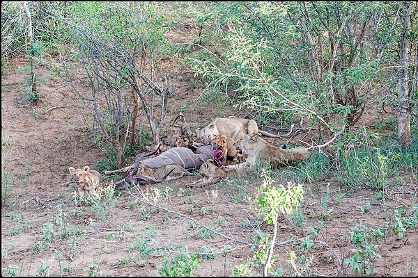 Behind The Lens | Clee Images | Substack