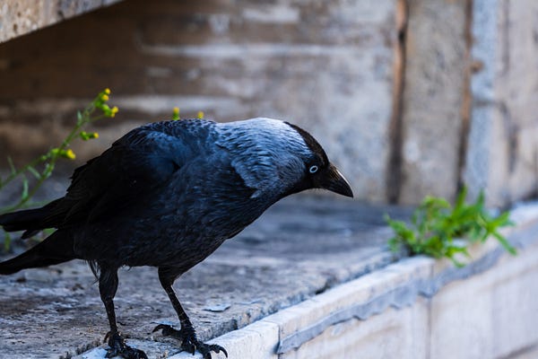 Elvers by Moonlight | David Knowles | Substack