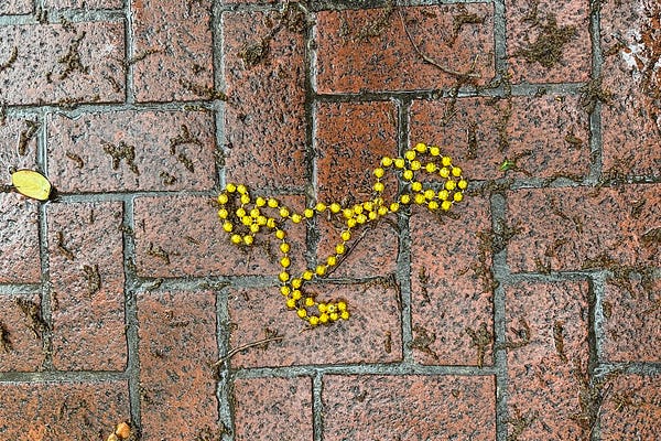 The Next Novel | Shayne Terry | Substack