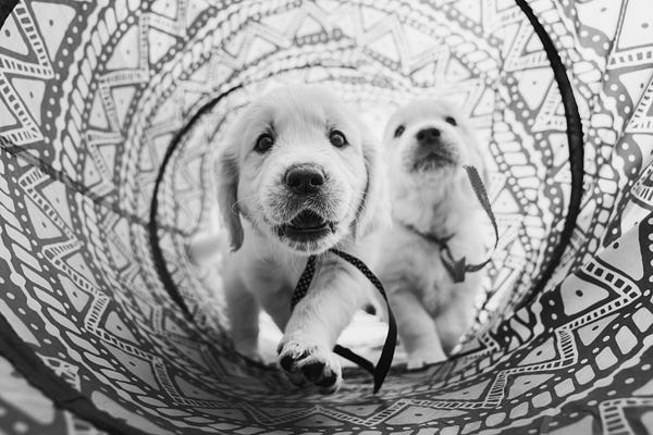 The Nicholberry Dispatch | Kerry Nichols | Substack