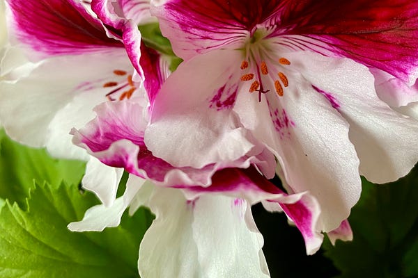 The Palace of Night | Liz Zimmers | Substack