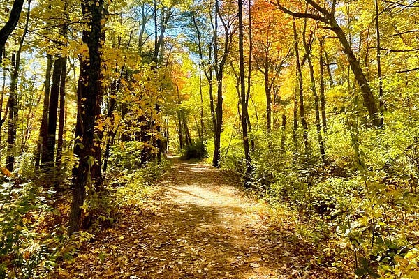 Sculpture Sanctuary | Jill Jacobs | Substack