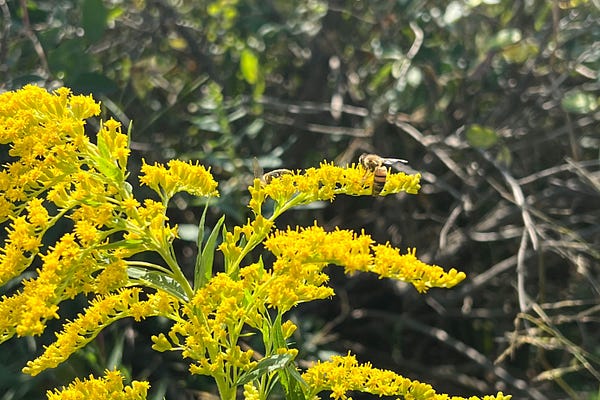 House of Green | Alexandra Fasulo | Substack