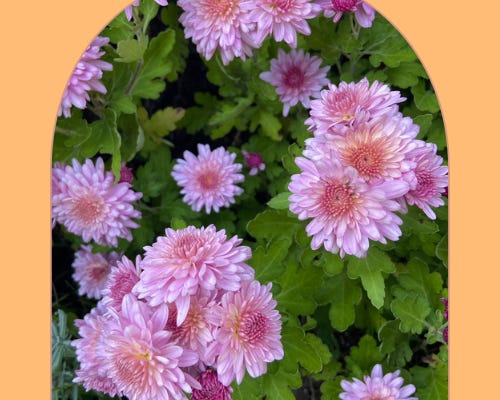 The Laundry | Lodro Rinzler | Substack