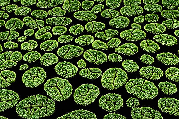 Poetry Genius | | Substack