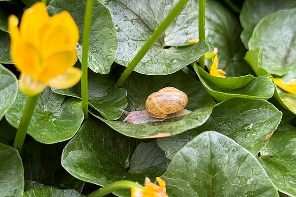 The Next Novel | Shayne Terry | Substack