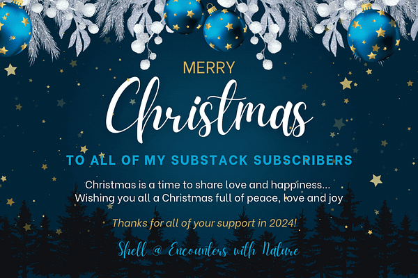 Shell’s Substack | Substack