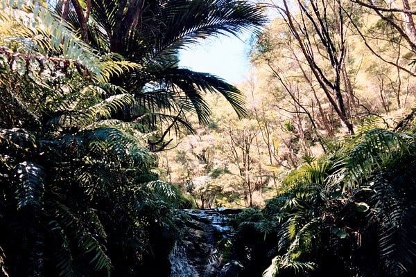 The Toha Network | Substack