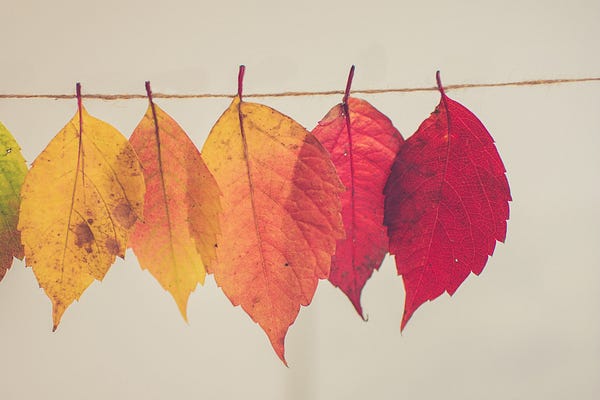 Shell’s Substack | Substack