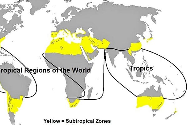 Life Amid the Palms at Karen McG's Substack | Karen McGowan | Substack