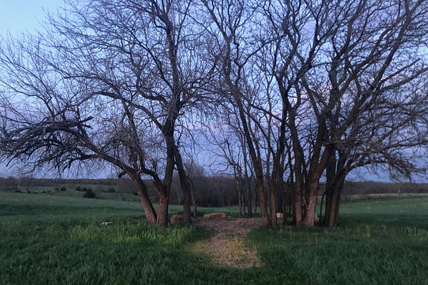 The Heart is a Garden ~ Trinidad Raj | Substack