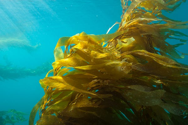 Climate Tech Venture Review | Erik Kobayashi-Solomon | Substack