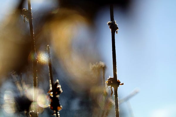 FLOW : Letters from the moss | Michela Griffith | Substack