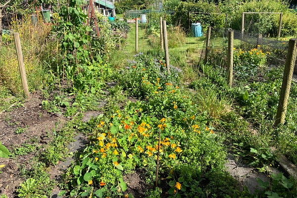 Alice Fox’s Substack | Substack