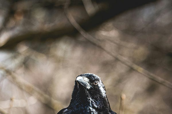 Lazy Korean Practice | Substack