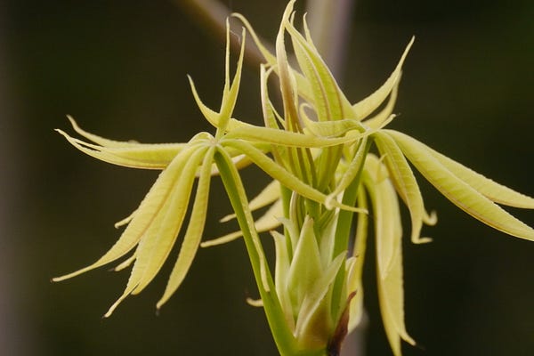 The Predators versus The People | Mees Baaijen | Substack