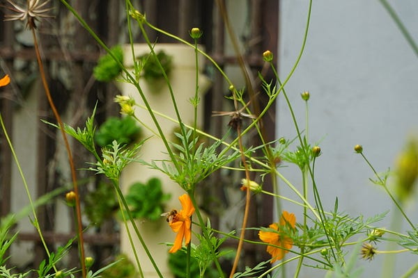 From the Desk of Alicia Kennedy | Substack