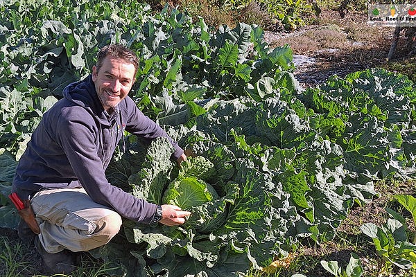 Leaf, Root & Fruit | Duncan Cocking | Substack