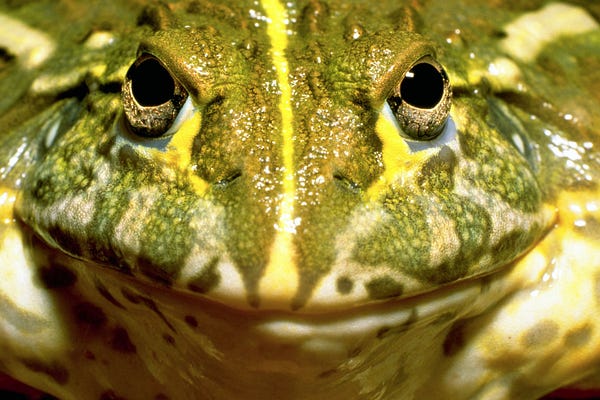 Bellum Aeternum | Cory Zillig | Substack