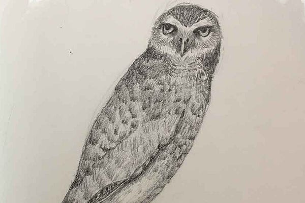 Cricklewood Nature Journal | Susannah Fisher | Substack