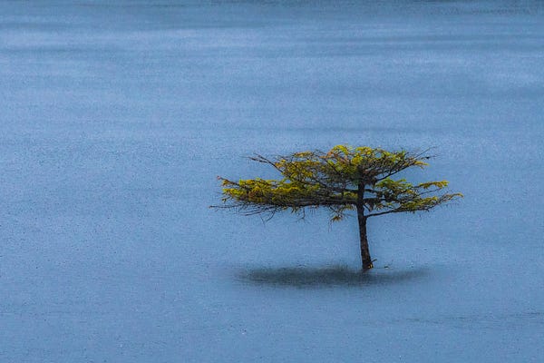 LampPost Victoria | Substack