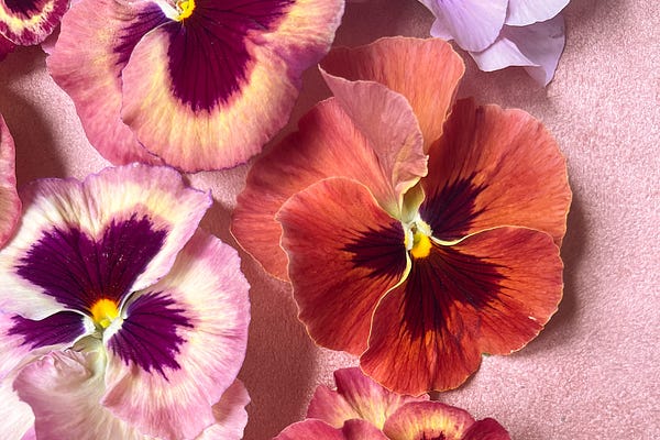 Emily Ley’s Substack | Substack