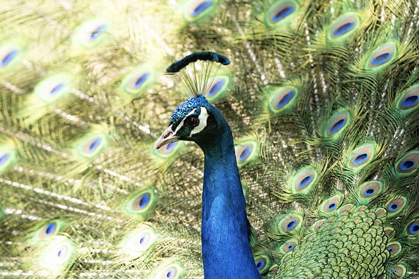 LampPost Victoria | Substack