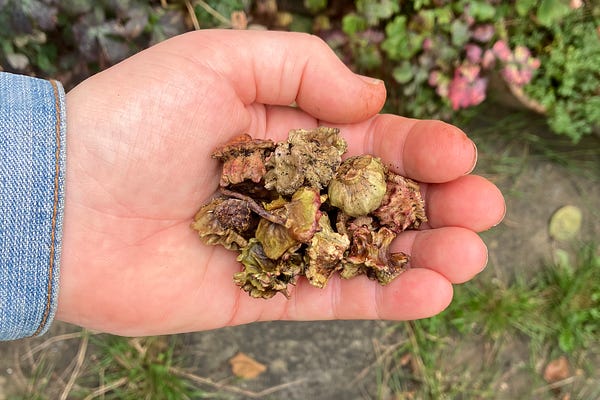 Alice Fox’s Substack | Substack