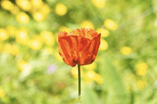 LampPost Victoria | Substack