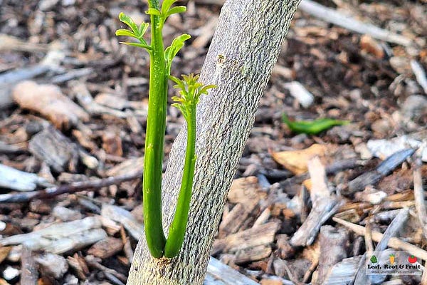 Leaf, Root & Fruit | Duncan Cocking | Substack