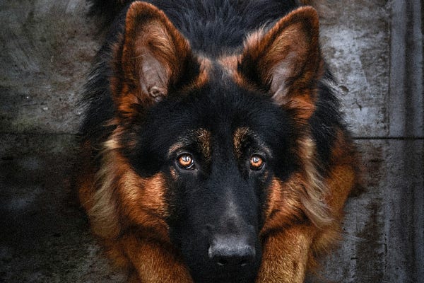 Caro’s Writing Perspectives | Caro Henry | Substack