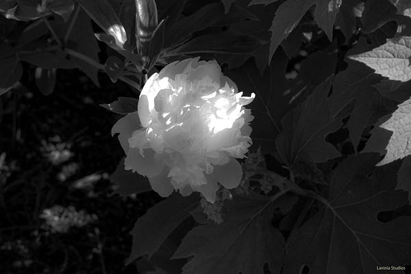 Unleash Lit | Substack