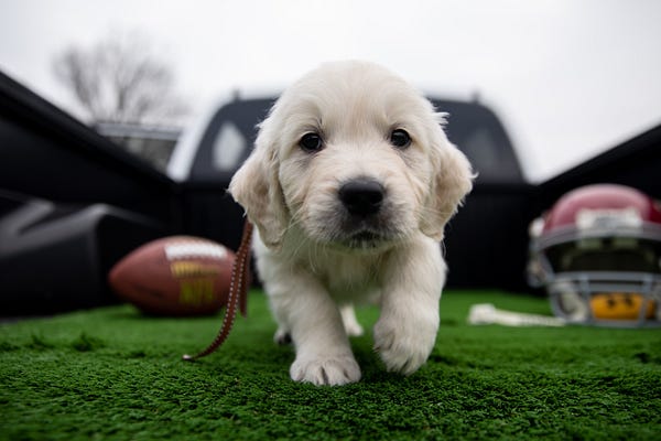 The Nicholberry Dispatch | Kerry Nichols | Substack