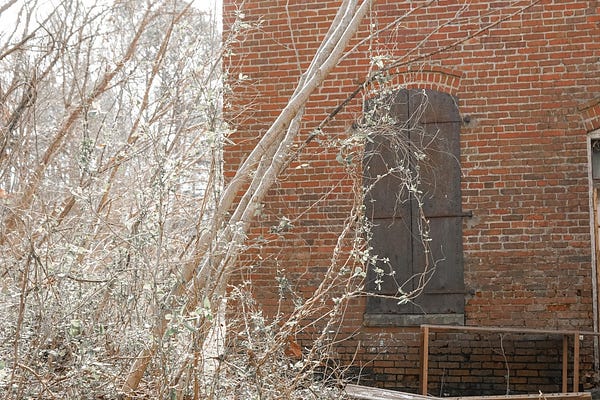 The Daffodil Post | Emma Shaye | Substack