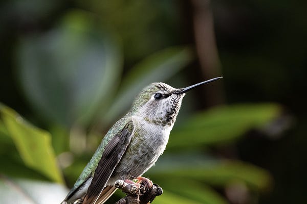 LampPost Victoria | Substack