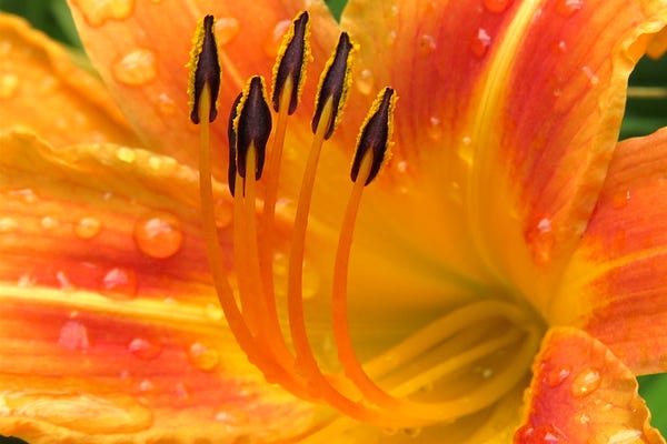 Matte & Shiny Objects | Ananda X. Suddath | Substack