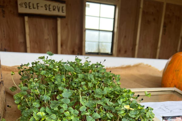 House of Green | Alexandra Fasulo | Substack